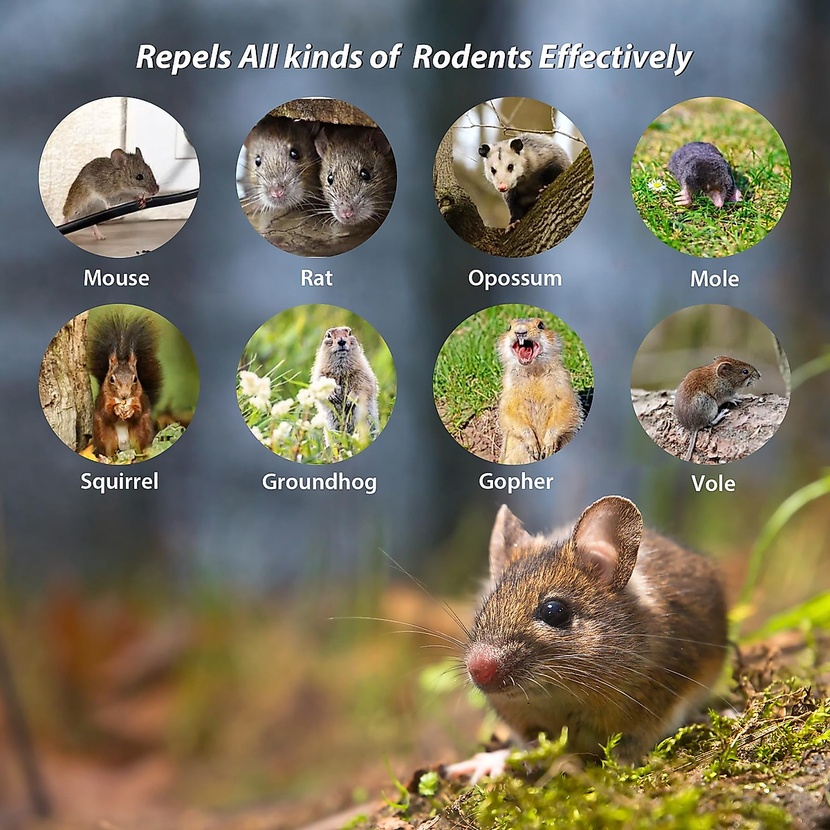 Homsor Rodent Repellent 20 Pack Natural Peppermint Oil Mouse Repellent Balls Pet Safe Mice Deterrent to Keep Rat Mice Mouse Rodent Out of Indoor House Outdoor Car Engines RV Garage Chicken Coop