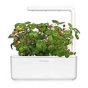 Click and Grow SGR24x3 Smart Garden Wild Strawberry Plant Pods, 3-Pack
