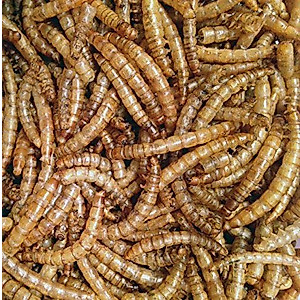NaturesPeck Worm Combo - 10 lbs (5lbs Mealworms + 5lbs Sunworms)