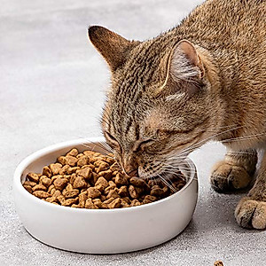 Ceramic Pet Bowl for Cats,Classic Ceramic Cat Dish Dog Bowls for Food and Water,12 Liquid Ounce