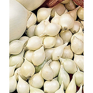 Onion Sets ,White (20 Bulbs) Garden Vegetable