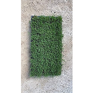 Tahoma 31 | Bermuda Grass Plugs - 100 Large Plugs, Fast Growing, Low Maintenance, Green