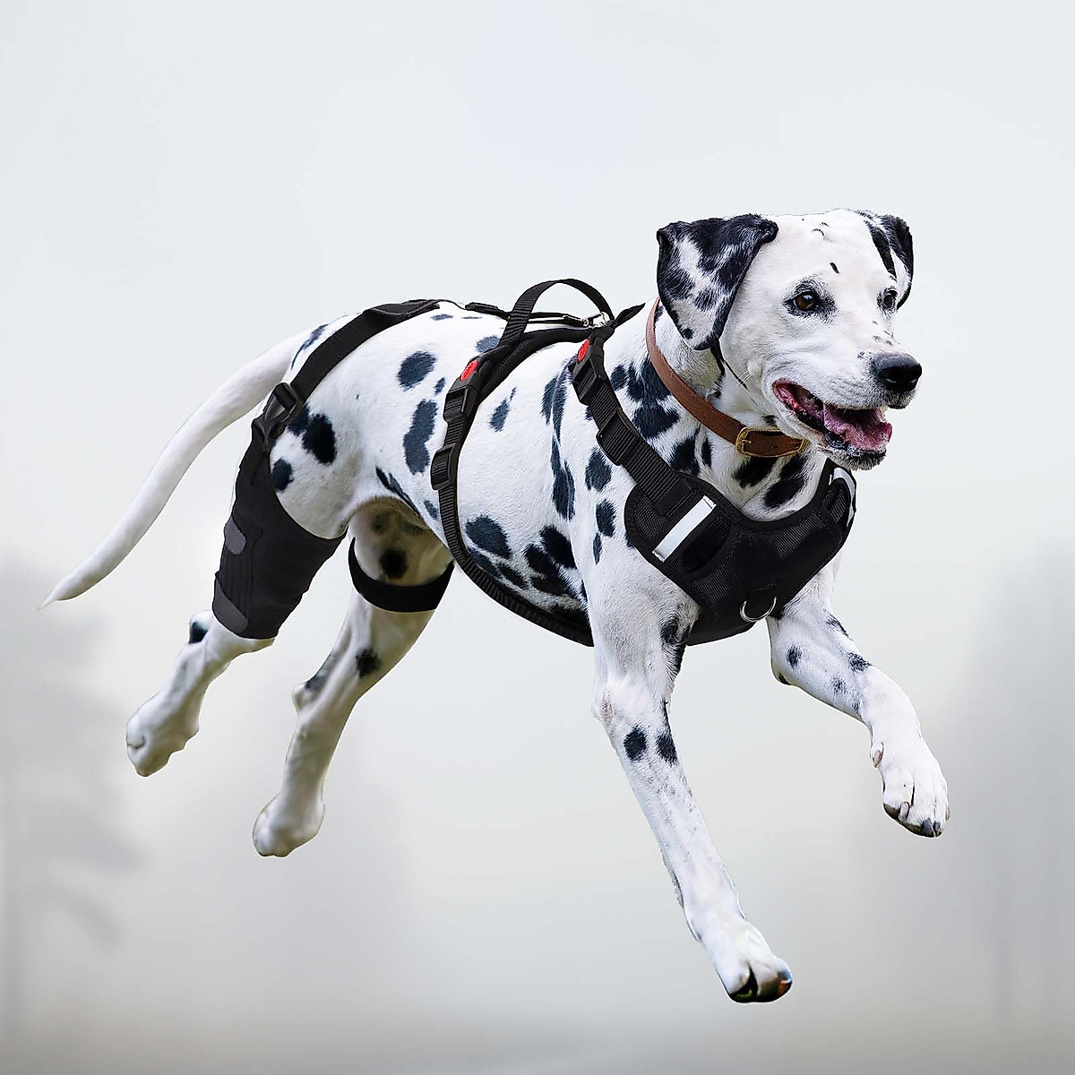 Dog Knee Brace Support for Torn ACL Leg, Dog Hip Dysplasia Brace, Full Body Fixation Ensures Stability, Dog Knee Braces Relieve Aching Muscles and Reduce Joint Pain and Inflammation (Size:L)