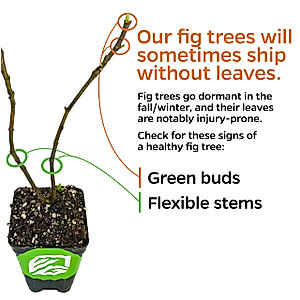 Fignomenal Dwarf Fig Live Plant - Ficus carica - Wellspring Gardens Starter Potted Plant for Indoor and Outdoor Home Decor, Gift Essential for House