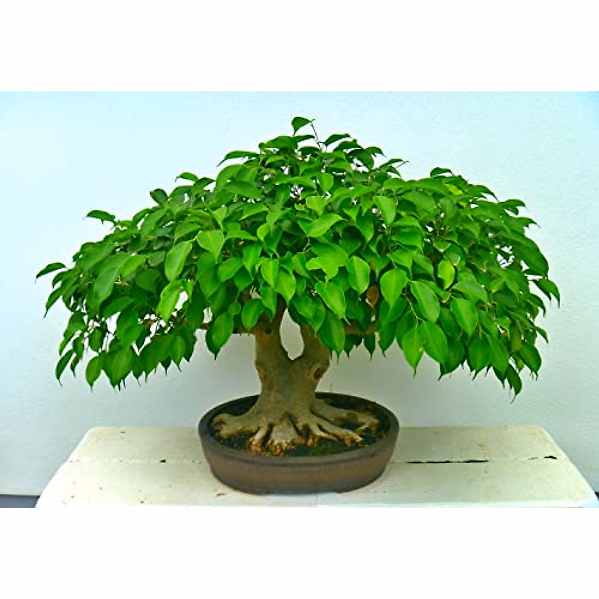 Sweet Plum Bonsai Tree Seeds | 10 Seeds to Grow as Bonsai | Prunus Americana - Ships from Iowa, USA