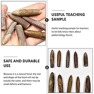 iplusmile 10pcs Paleontology Belemnite Fossil Specimen Science Ornament Laboratory Supply