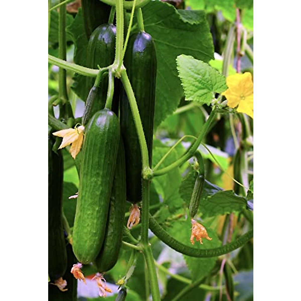 TomorrowSeeds - Persian Cucumber Seeds - 30+ Count Packet - Lebanese Middle Eastern Cucumbers Beit Alpha F1 Hybrid Burpless Kirby Garden