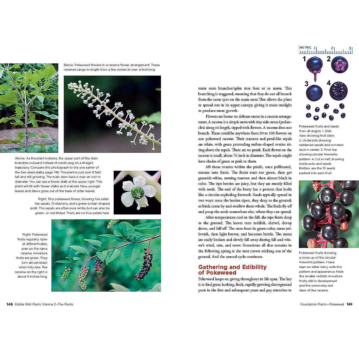 Edible Wild Plants, Volume 2: Wild Foods from Foraging to Feasting (Wild Food Adventure)