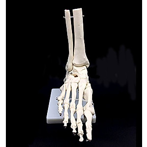 Human Foot Skeleton Model on Base, Foot Bone,Life Size, for Science Classroom Study Display Teaching Medical