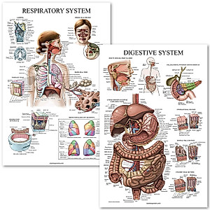 Palace Learning Digestive System & Respiratory System Anatomy Posters - Laminated 2 Chart Set - 18" x 24" (Digestive/Respiratory)