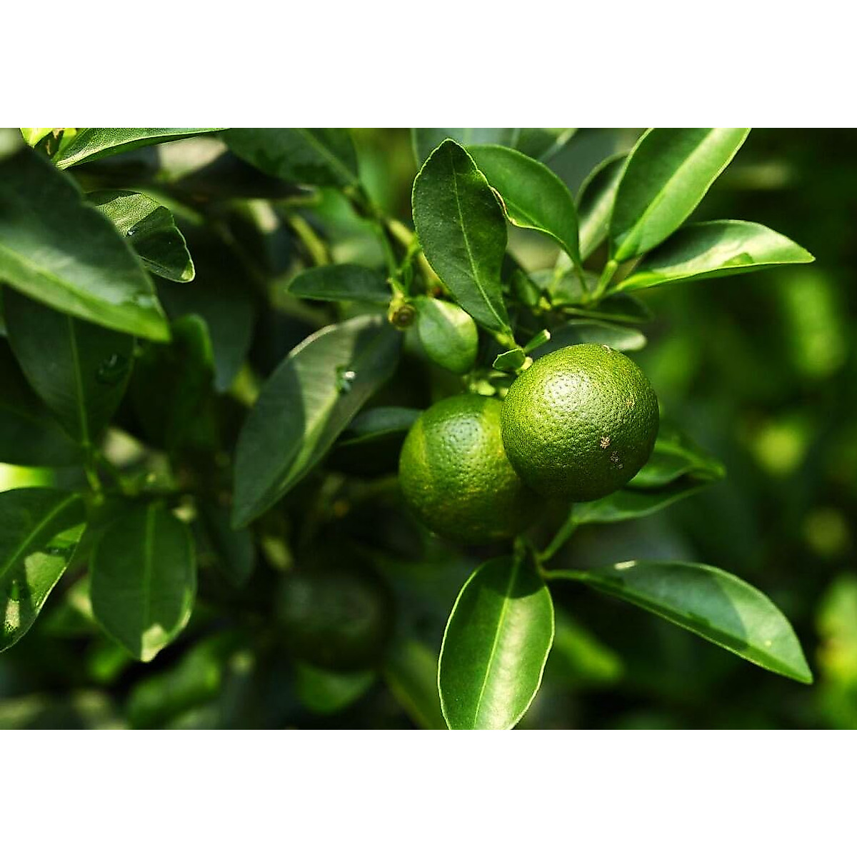 Dwarf Lime Tree Seeds for Planting - 30 Pcs Seeds