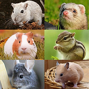 Hamiledyi Guinea Pig Hideout Hut with Windows Hamster Wooden House Large Space Chinchilla Wooden Hut for Hamsters Syrian Mouse Gerbil Hedgehogs Squirrels Habitat Decor