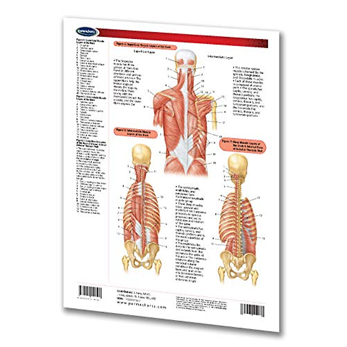 Muscular System Guide: Head & Torso - Medical Quick Reference Guide by Permacharts