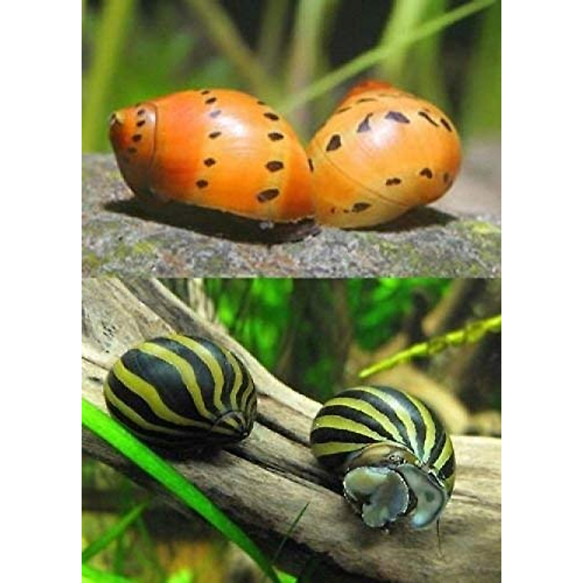 WorldwideTropicals Live Freshwater Aquarium Fish - (12) Varied Nerite Snails - 12 Pack of Mixed Nerites(Zebra, Red Spotted, Horned) Populate Your Fish Tank!