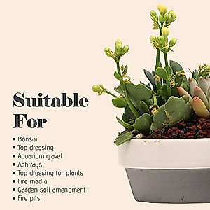 Bonsai Jack - Red/Maroon 1/4 inch Horticultural Lava Rock Soil Additive for Cacti, Succulents, & Plants - No Dyes or Chemicals - 100% Pure Volcanic Rock (2 Gallons)