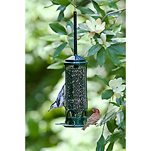 Squirrel Buster Mini Squirrel-Proof Bird Feeder w/4 Metal Perches, 0.98-Pound Seed Capacity & Wagner's 76027 Black Oil Sunflower Wild Bird Food, 25-Pound Bag