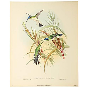 Six Full Color Prints Humming Birds. A Portfolio of Six Magnificent Color Prints.