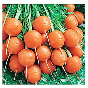 Round Parisian Carrots - A Delicacy Prised by Gourmet Restaurants - 900 Seeds
