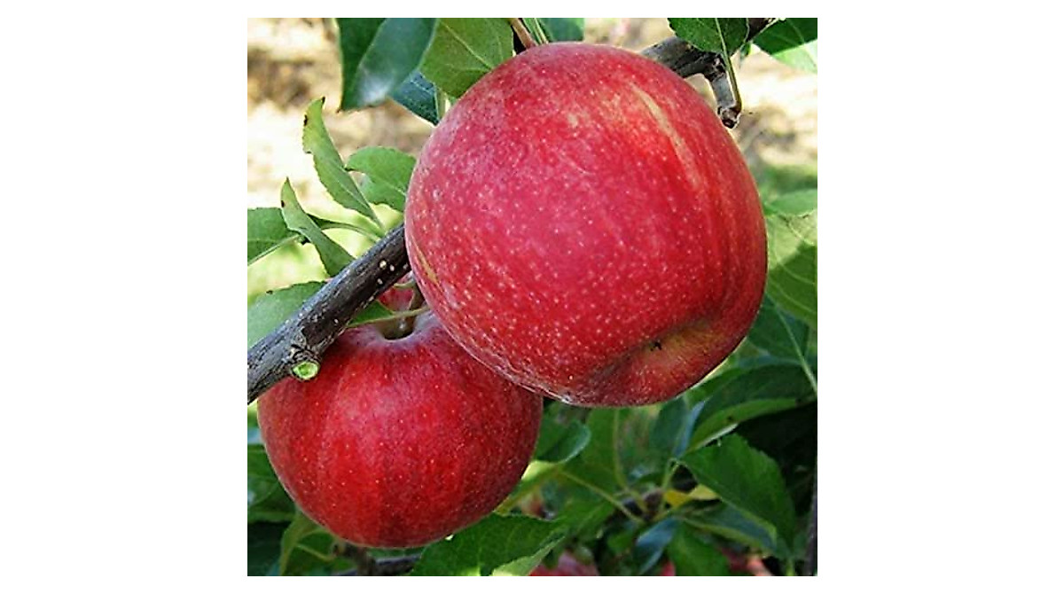 100+ Apple Seeds for Planting - Grow Fresh Apples