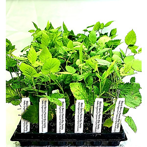 Hello Organics BlackBerry Plants Big Daddy Price Includes Four (4) Plants