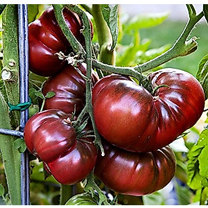 30+ Giant Black Krim Tomato Seeds, Heirloom Non-GMO, Low Acid, Indeterminate, Open-Pollinated, Sweet, Super Delicious, from USA