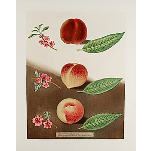 [Peach] Gallande; Noblesse Peach