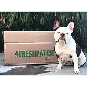 Fresh Patch XL - Real Grass Pee and Potty Training Pad for Large Dogs and Multi-Dog Households - Indoor and Outdoor Use - 48 Inches x 24 Inches