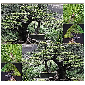 Big Pack Bonsai Tree Seeds - Japanese RED Pine Tree (150 Seeds) - Pinus densiflora Pine Tree Seeds - Non-GMO Seeds by MySeeds.Co (Big Pack - Japanese Red Pine)