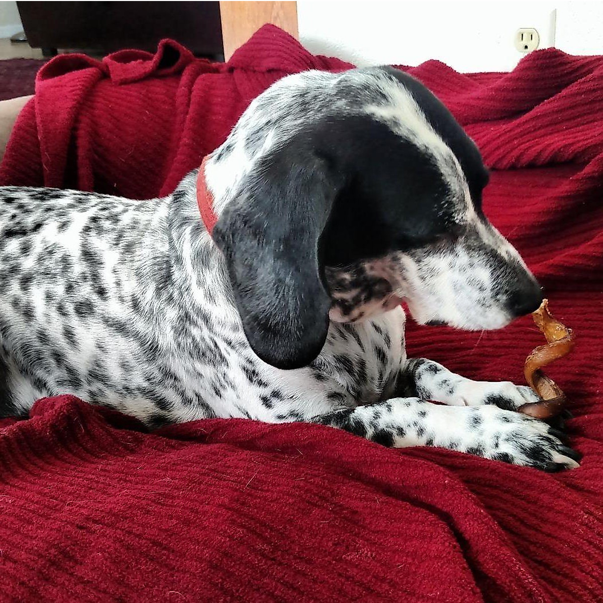 Pawstruck Bully Stick Springs for Dog (Pack of 3) Pet Food, Natural Bulk Dog Dental Treats & Healthy Chew, Best Thick Low-Odor Curly Pizzle Stix Spirals, Free Range & Grass Fed Beef, 2.89 Ounces