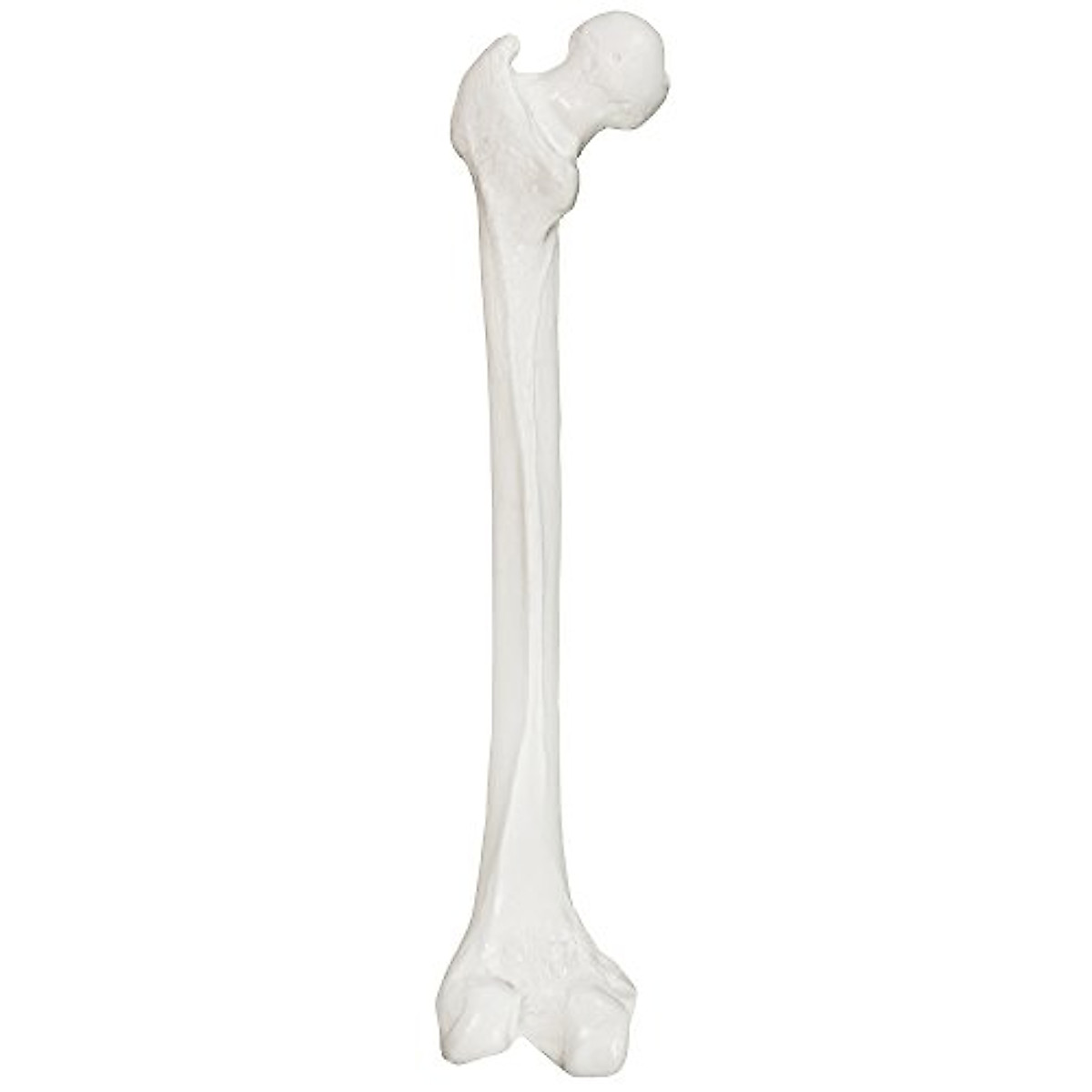 Axis Scientific Femur Bone Model | Left | Cast from a Real Human Femur Bone l Upper Leg Bone Model Has Realistic Texture and Important Bony Landmarks | Includes Product Manual