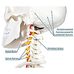 Anatomy Skeleton Model, Adult Human Anatomical Skeletal Model - Made for Students, Teachers, Medical Professionals - Includes Bone Anatomy Numbering Guide, Dust Cover & Stand - Made by Axis Scientific