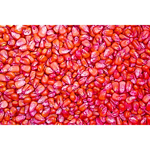 Peaches and Cream Sweet Corn Seeds 250+ Seeds