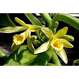 Vanilla Planifolia Orchid Cutting 2 Feet Tall Live in Pot Outdoors Planting Ornaments Perennial Garden Simple to Grow Pots Gifts
