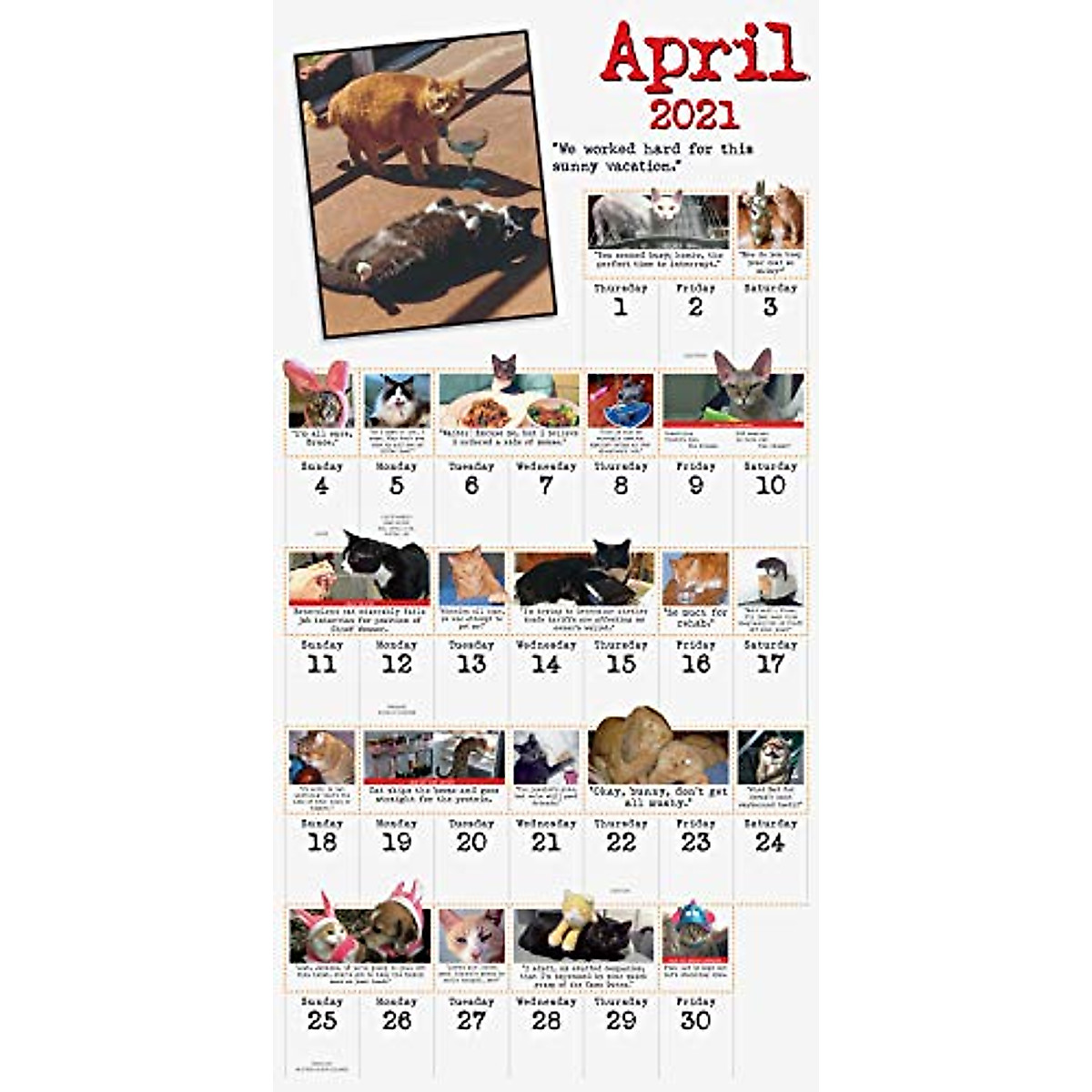 Bad Cat Wall Calendar 2021