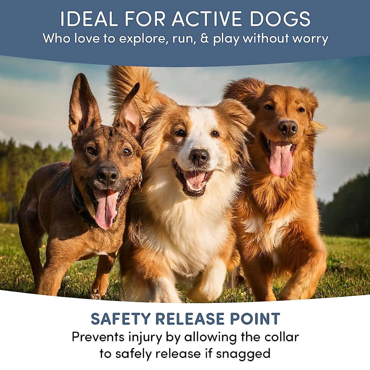 Flea and Tick Collar for Dogs and Cats- Long-Lasting 8-Month Protection Using Natural Plant-Based Oils - Safe for Pets, People and The Environment - 2-Pack Flea Collar for Dogs and Cats