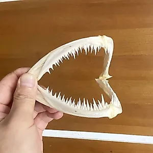 1Pcs Real Skull Anglerfish Fish Mouth Bone Skull Animal Skull Specimen