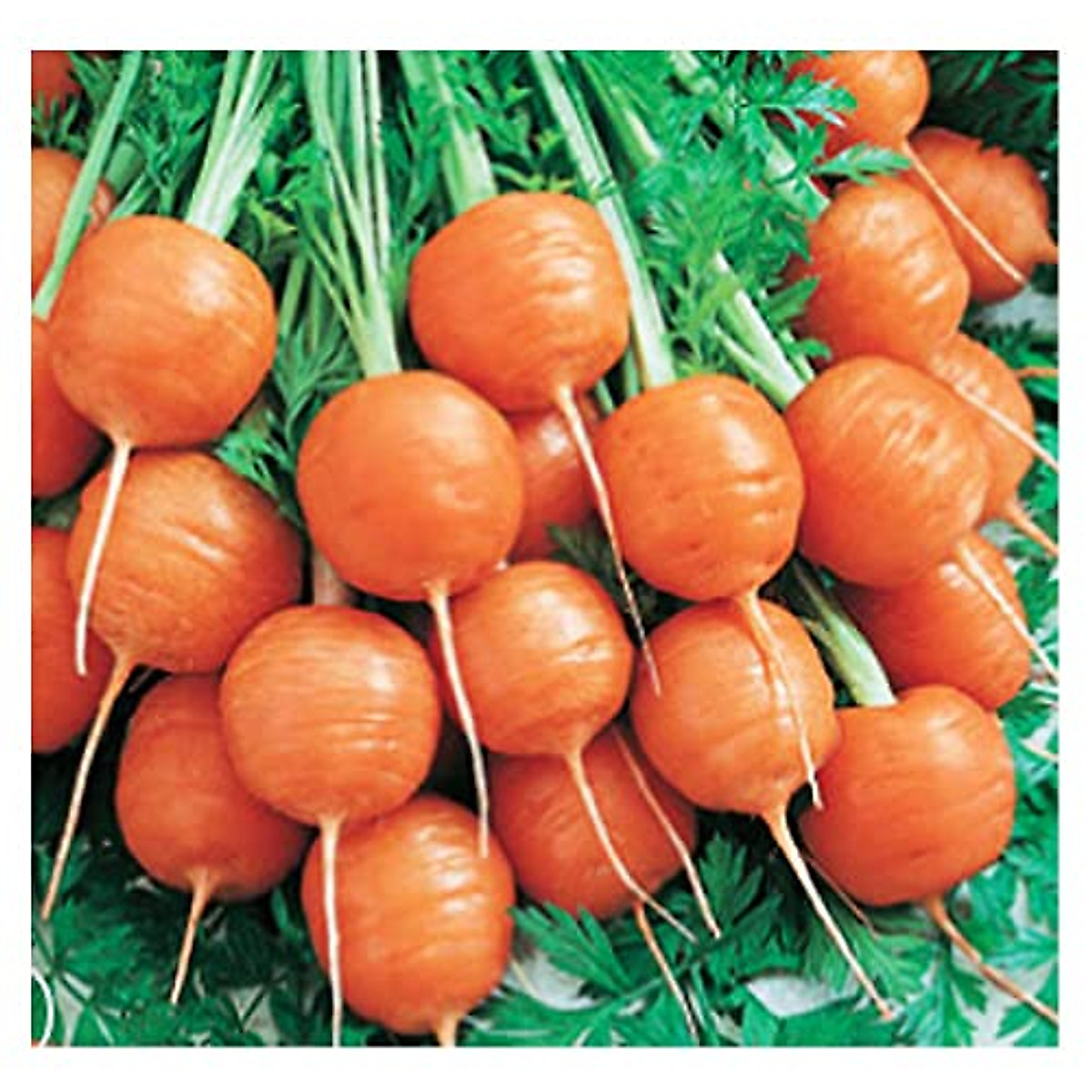 Round Parisian Carrots - A Delicacy Prised by Gourmet Restaurants - 900 Seeds