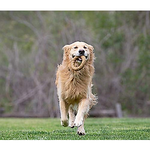 Pet Qwerks Chew Ring BarkBone - Durable Dog Toys for Moderate & Aggressive Chewers - Peanut Butter Flavor - 5.75"