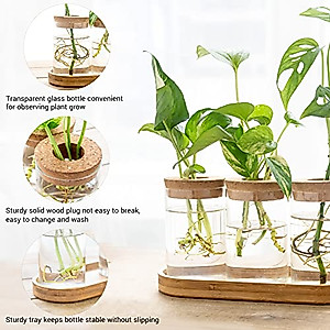 Dahey Plant Propagation Terrarium Desktop Glass Planter Station Water Planting Glass Vase with Lid and Wooden Stand for Propagating Hydroponic Plants Centerpiece Office Home Garden Decor, 3 Pcs