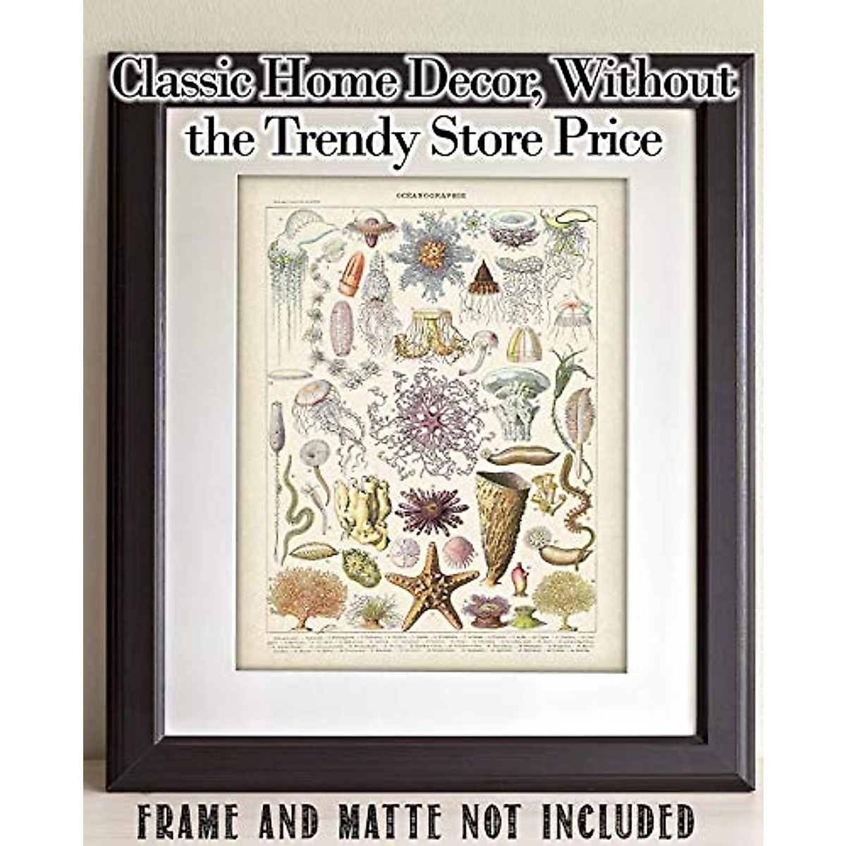 Vintage Crustaceancore Ocean Life Jellyfish Marine Biology Science Illustration Art Print by Meishe | 11x14 Unframed Art Print Poster | Great Beach House Wall Decor Poster Under $15