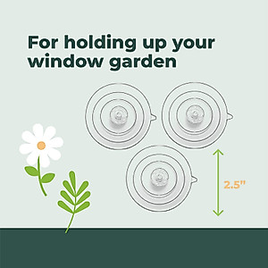 Window Garden Replacement Suction Cups - 12 Clear, Large Super Strong Window Suckers - Heavy Duty Suction Cups for Glass Surfaces - Veg Ledge Shelf, Suncatchers, Decorations, Bird Feeder, Windshield