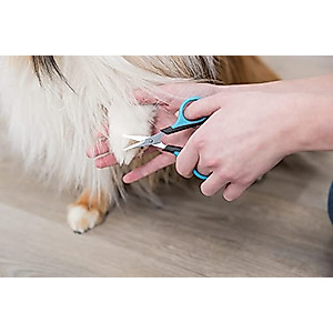 TRIXIE Pet Grooming Scissors, For Dogs and Cats, Pet Face, Nose, Ears, and Paw Hair, Round Tip, 3" ( 8cm)