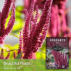 Survival Garden Seeds - Red Amaranth Seed for Planting - Packet with Instructions to Plant and Grow Giant Burgundy Grain Plants in Your Home Vegetable Garden - Non-GMO Heirloom Variety