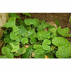500 Premium Organic Centella Asiatica - Rau Ma - Pennywort - Gotu Kola - Seeds by Happy Seeds & Garden