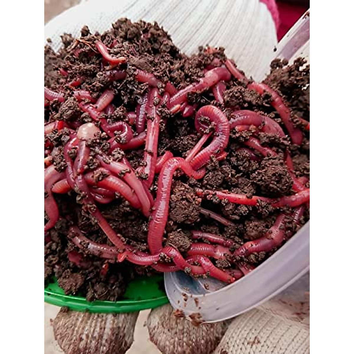 Nature's Dream Ranch 500 Count Live Red Wiggler Composting Worms Vermicomposting Garden Red Wrigglers, Pet Feed, Kid Experiment