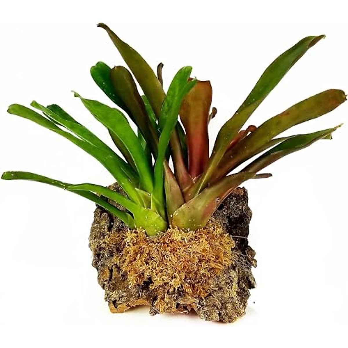 besgrow Premium New Zealand Sphagnum Moss, 100g (8L When Hydrated) - Harvested Sustainably from The Pristine West Coast of New Zealand's South Island