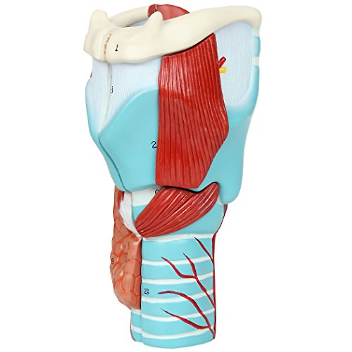 Axis Scientific Anatomy Model of Human Larynx | Model is 9 Inches Tall and 5 Times Life Size | Details Anatomy of Vocal Folds and Dissects Into 5 Parts | Comes with a Study Manual