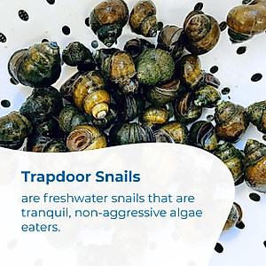 Toledo Goldfish Live Crayfish and Trapdoor Snail Combo, Live Ornamental Species Perfect for Ponds, Tanks or Aquariums - 5 of Each, 10 Total Count