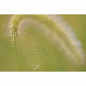 TAMRON 90 mm F2.8 VC USD Lens for Canon DSLR Camera, F017E