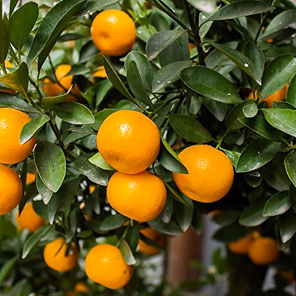 YEGAOL Garden Tangerine Orange Tree Seeds Mandarin Orange Seeds Organic Non-GMO Sweet Juicy Rich in Vitamins 20Pcs Fruit Seeds Home Garden Plant
